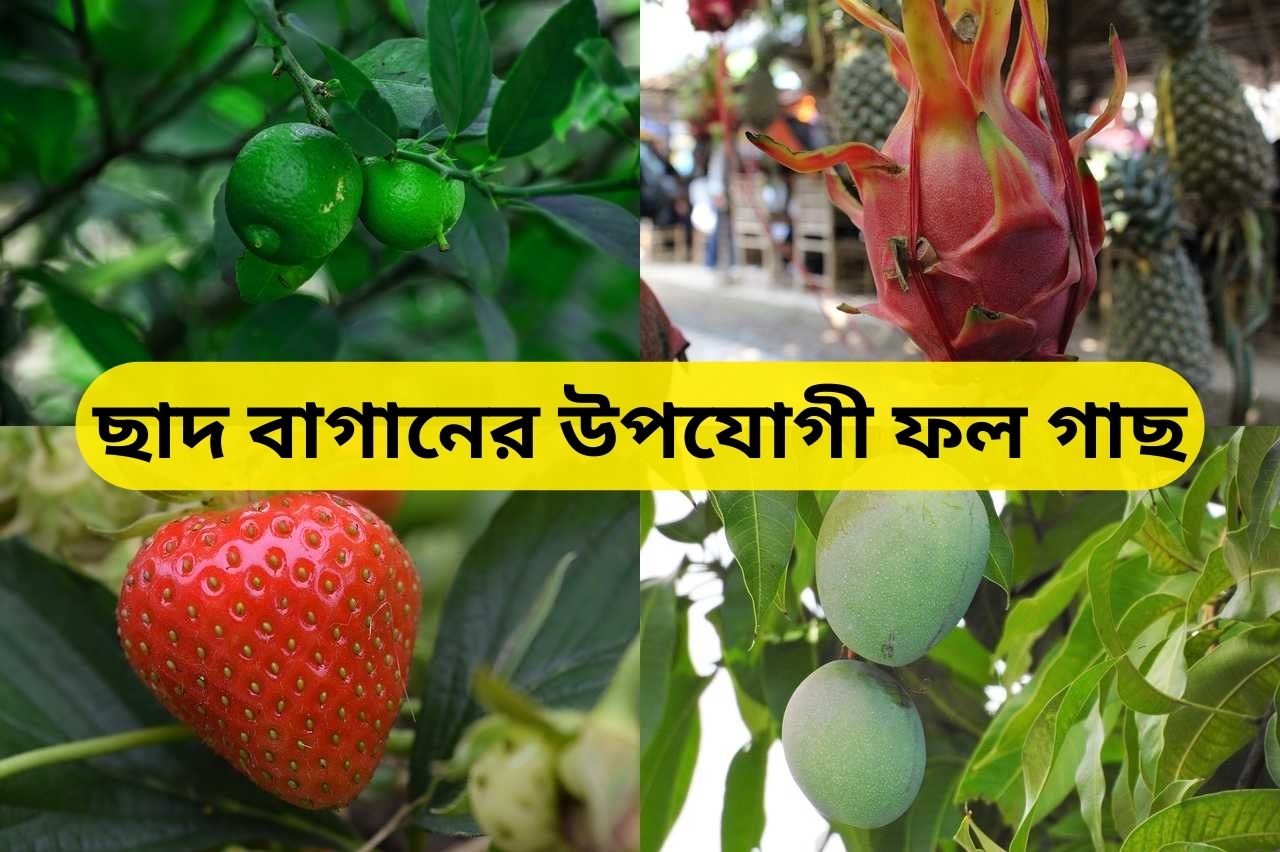 ছাদ বাগানের জন্য উপযোগী ১০ টি ফল গাছ - BD Archives
