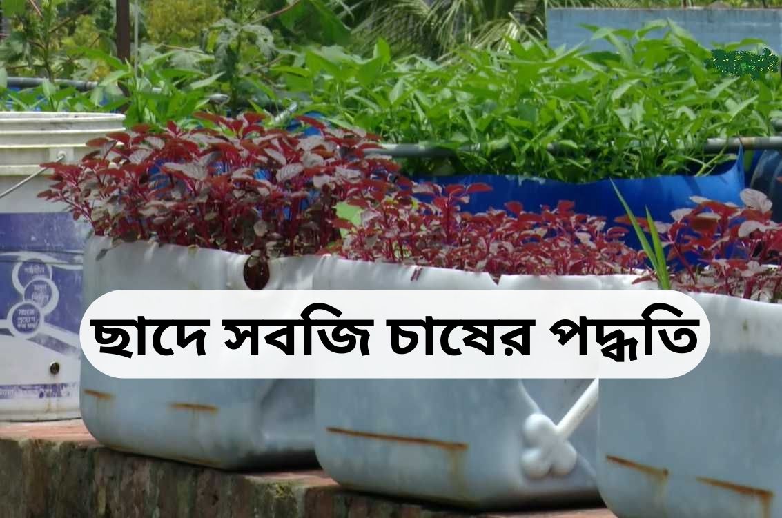 ছাদে সবজি চাষ করার সহজ পদ্ধতি - BD Archives