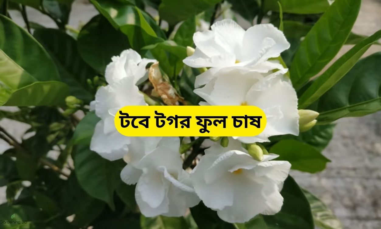 টবে টগর ফুল চাষ - BD Archives