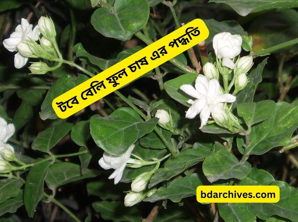টবে বেলি ফুল চাষ এর পদ্ধতি - BD Archives
