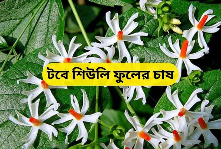 টবে শিউলি ফুল চাষ - BD Archives