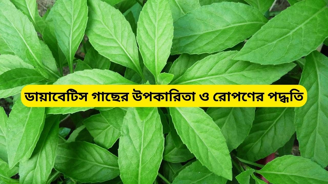 ডায়াবেটিস গাছের উপকারিতা ও রোপণের পদ্ধতি - BD Archives